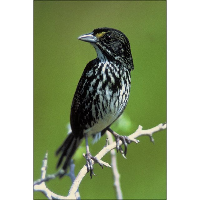 24"x36" Gallery Poster, Dusky Seaside Sparrow (Ammodramus maritimus ...