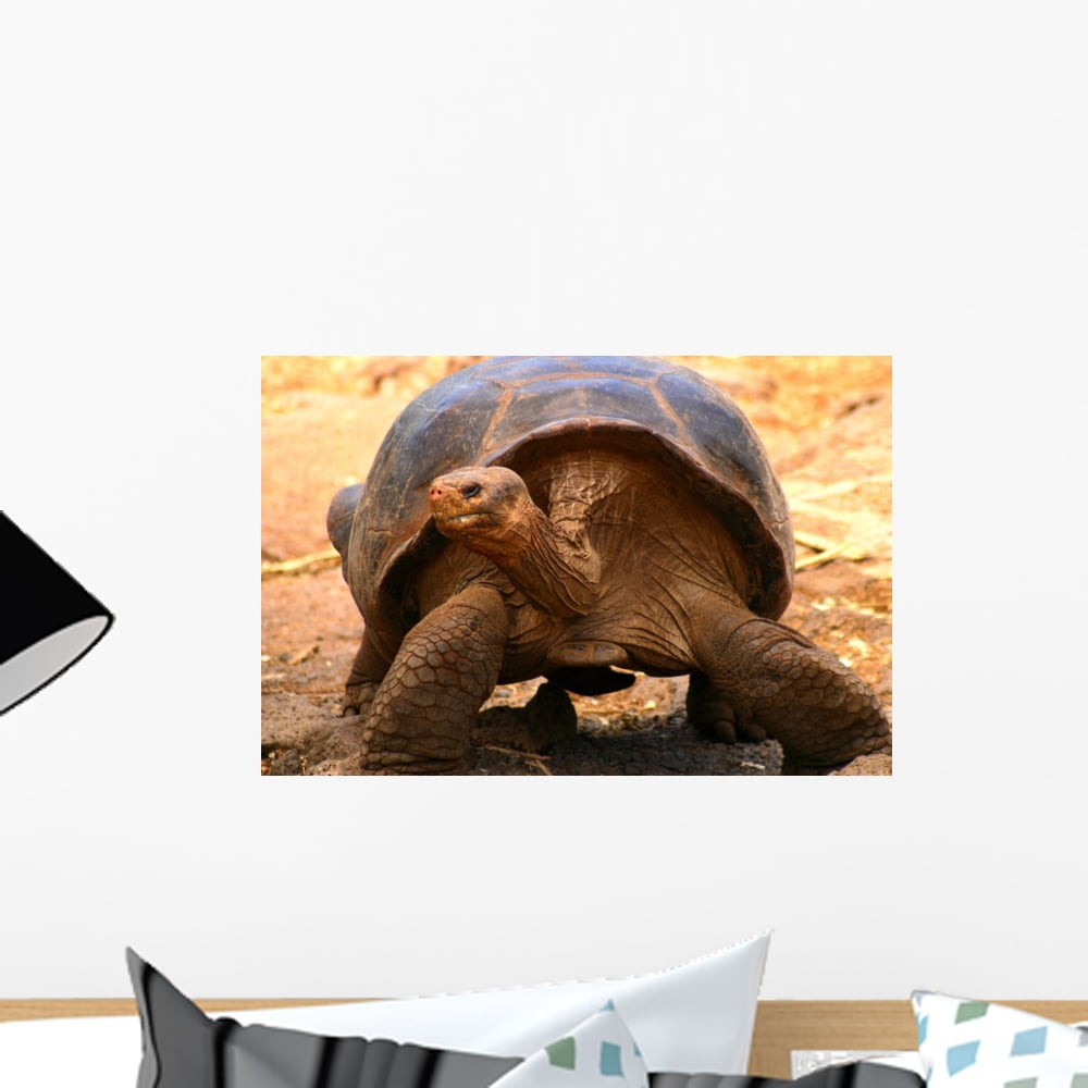 Galapagos Tortoise Wall Mural by Wallmonkeys Peel and Stick Graphic (18 ...