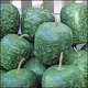 Apple Gourd Seeds for Planting - 20 Seeds - Fun to Grow Gourds Shaped ...