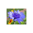 Centaurea Bachelors Button Blue Boy Nice Garden Flower by Seed Kingdom ...