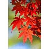 10 RED JAPANESE MAPLE Tree Bloodgood Ornamental Acer Palmatum Seeds ...