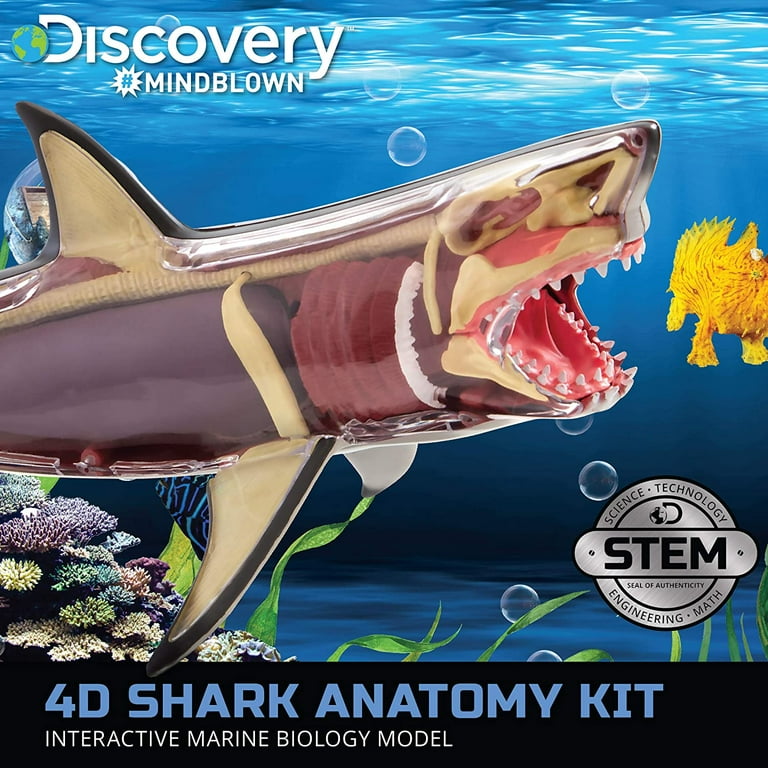 Great White Shark Anatomy