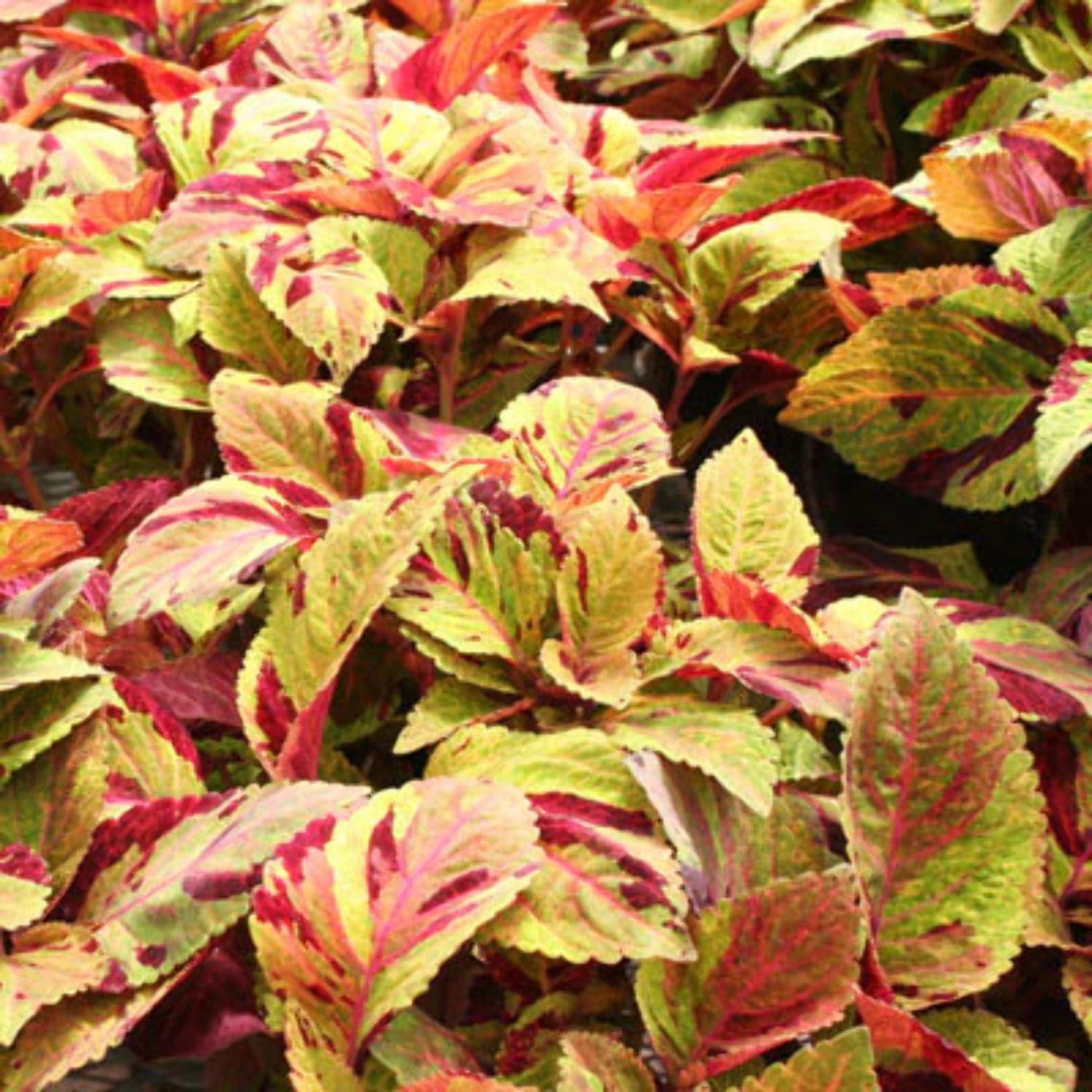 Coleus Mighty Mosaic Seed - Walmart.com