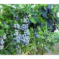 Duke Blueberry Plant - Early Ripening - 2.5" Pot - No Shipping to ...