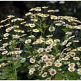 Earthcare Seeds Pyrethrum Daisy 50 Seeds Heirloom Open Pollinated ...