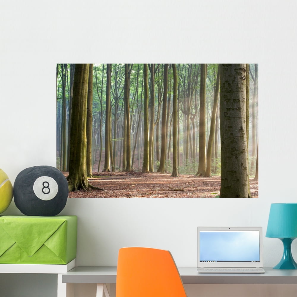 Through Trees Hazy Forest Wall Mural by Wallmonkeys Peel and Stick ...