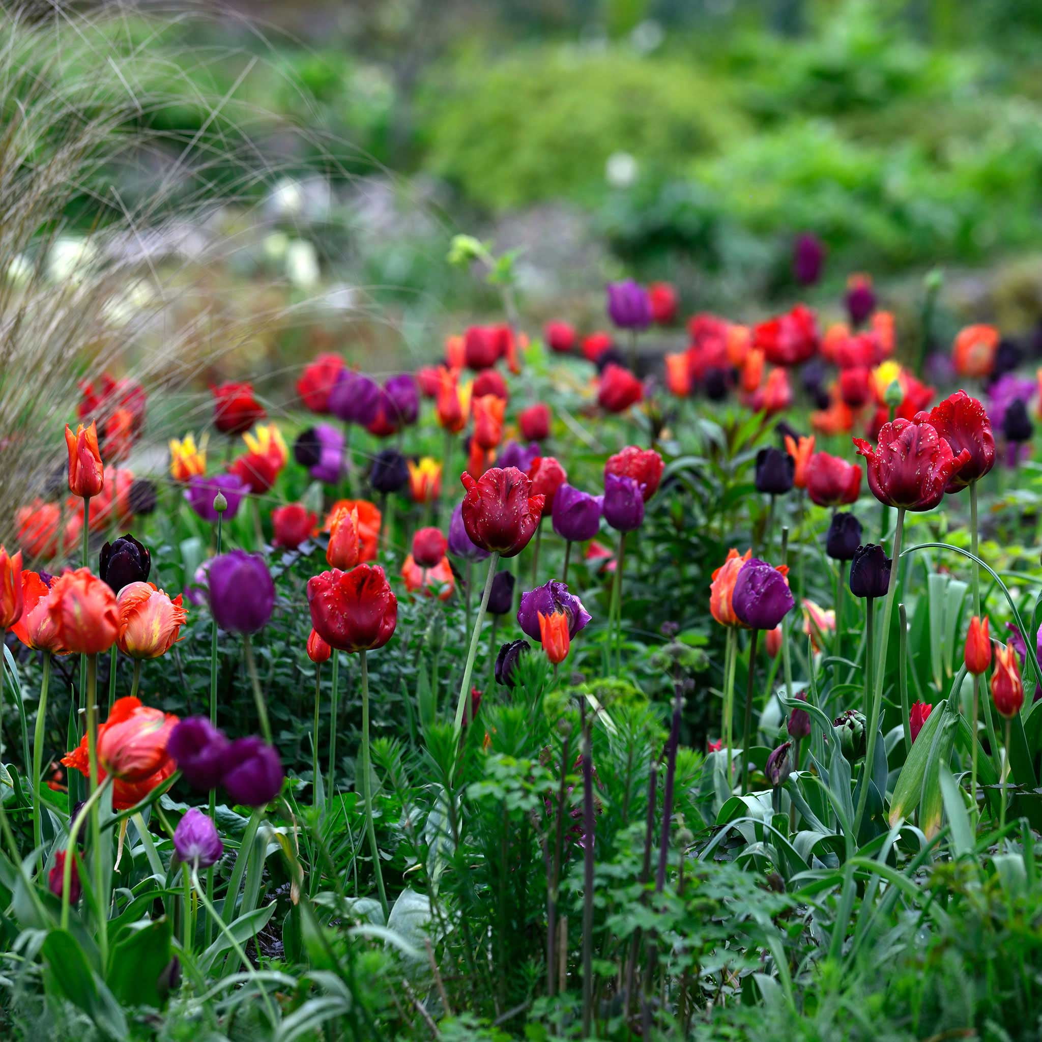 Tulip Bulbs - Swing Dance Mix - 12 Bulbs - Mixed Flower Bulbs, Bulb ...