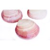 Set of 50: Mexican Flat Scallop Shells Seashells Large 3" Crafts ...
