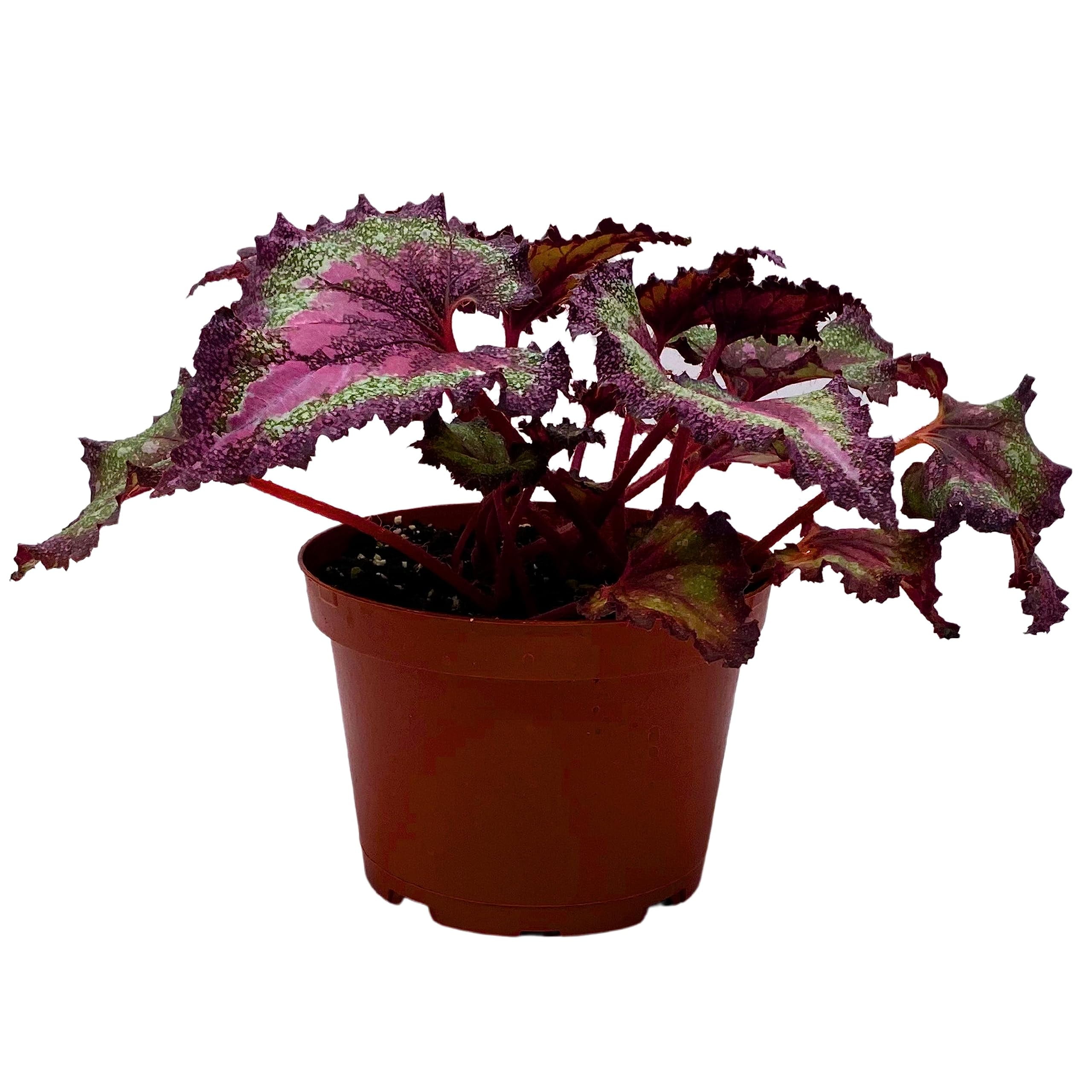 Harmony's BubbleBlooms Love Potion Begonia, Variegated Begonia Rex in 6 ...