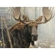 Cobble Hill Bull Moose By Artist Robert Bateman 500 Piece Jigsaw Puzzle ...