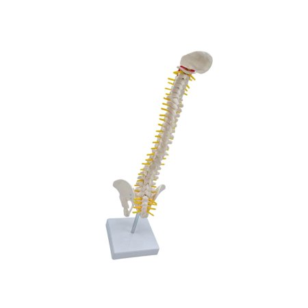 Spine Model Vertebral Column Anatomical Column Anatomical Life for Kids ...