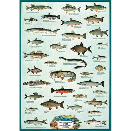Freshwater Fish Educational Chart - Walmart.com