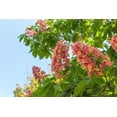 20 Seeds EAST INDIAN ALMOND Tree Terminalia Myriocarpa aka Hollock ...