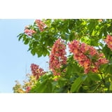 20 Seeds EAST INDIAN ALMOND Tree Terminalia Myriocarpa aka Hollock ...
