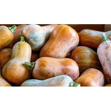 50 Seeds DELICATA SQUASH Striped Sweet Potato Cucurbita Pepo Vegetable ...