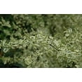 Ligustrum Sinense Variegated - 40 Live Plants - Chinense Privet Sinense ...