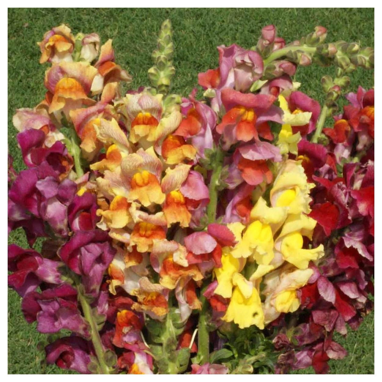 Everwilde Farms - 1 oz Tetra Mixed Snapdragon Garden Flower Seeds ...