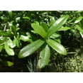 Laurel Oak Tree Quercus Laurifolia Swamp Oak 10 Live Plants Semi ...