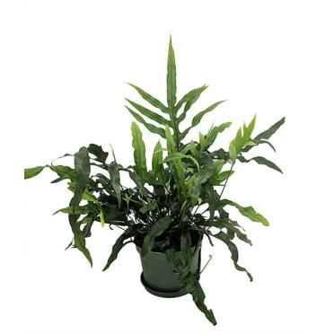 6-FERN-KANGAROO.PAW Kangaroo Paw Fern Plant in 6 in. Pot - Walmart.com