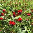 Cuphea Llavea Bat-faced Red Cuphea - 3" Pot Size - Perennial Flowers ...