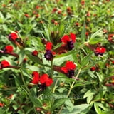 Cuphea Llavea Bat-faced Red Cuphea - 3" Pot Size - Perennial Flowers ...