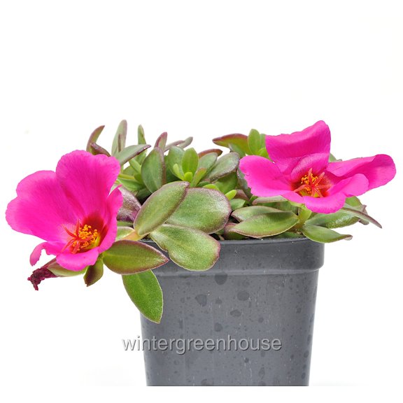 Cuphea Llavea Bat-faced Red Cuphea - 3" Pot Size - Perennial Flowers ...