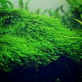 Java Moss Vesicularia Dubyana Live Freshwater Aquatic Aquarium Plants ...