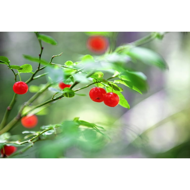 Red Huckleberry Plant
