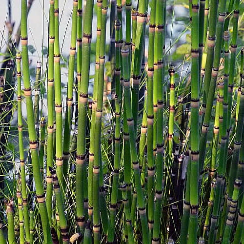 Miniature Bamboo Plant - Equisetum scirpoides - 2.5" Pot - Great ...