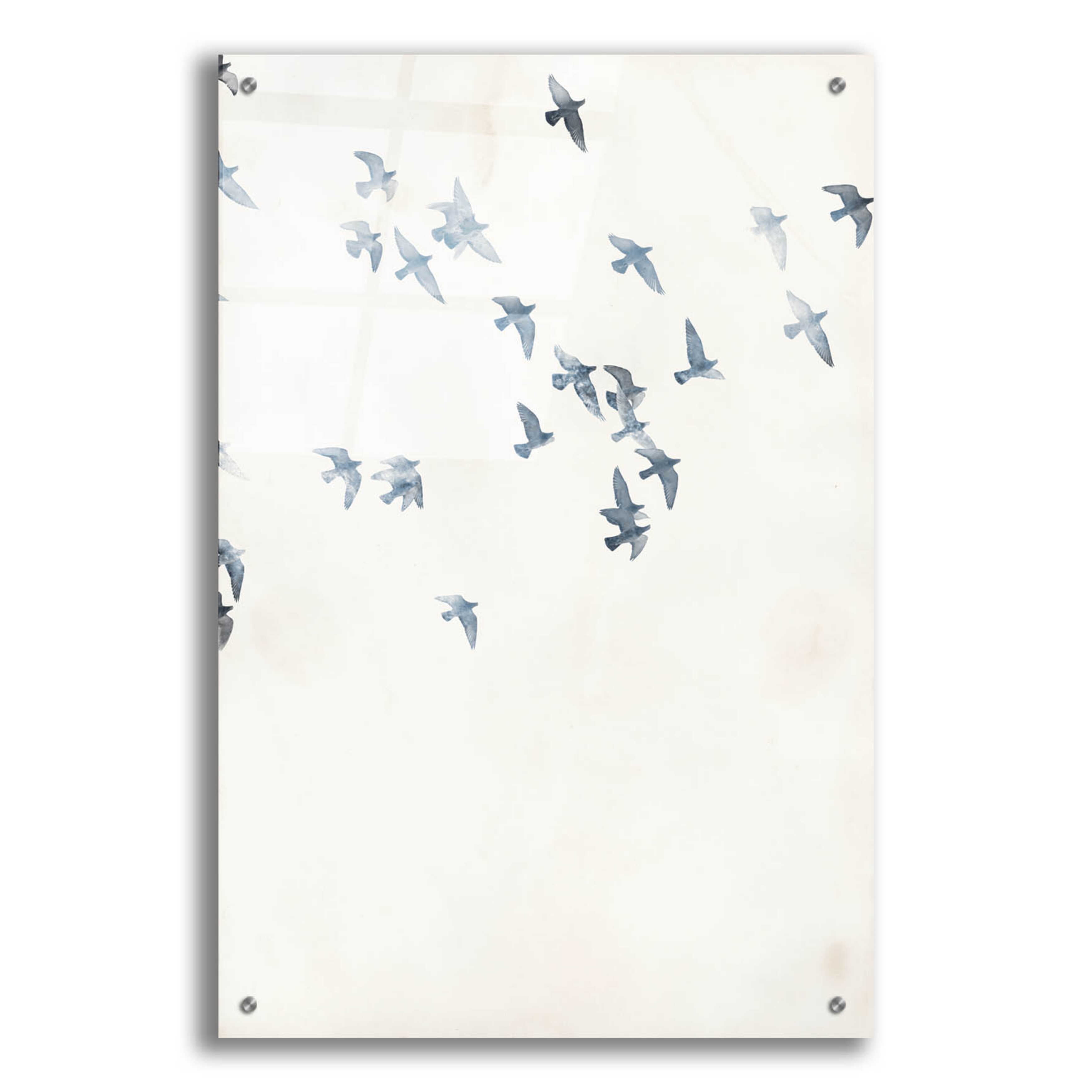 Epic Art 'Pigeons Sky' by Design Fabrikken, Acrylic Glass Wall Art, 24 ...