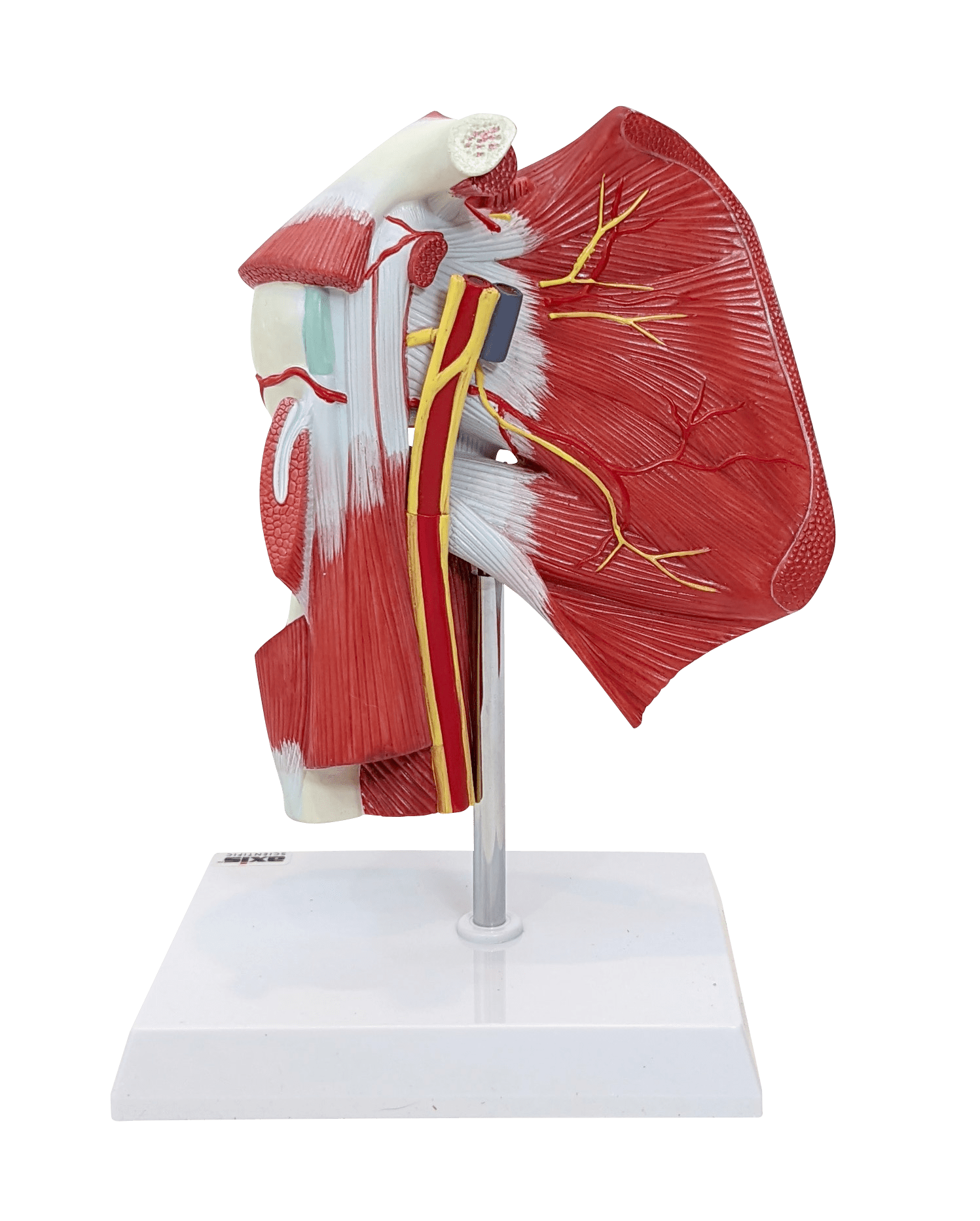 Axis Scientific Muscled Shoulder Joint Model – Shows Complete Shoulder ...