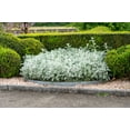 300 SILVERDUST DUSTY MILLER Cineraria maritima Flower Seeds - Walmart.com