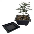 Seiju Dwarf Chinese Elm - Ulmus parvifolia - 4.7" Square Bonsai Pot and ...