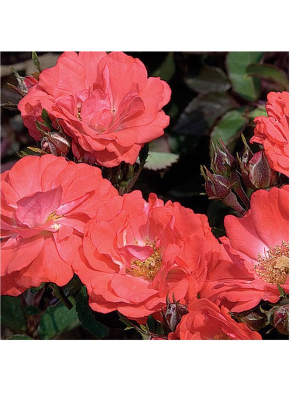 Rose Bushes in Garden Bushes - Walmart.com
