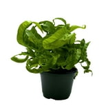 Hurricane Fern, Asplenium Antiquum VITASPHUR, Bird's nest Fern in 6 ...