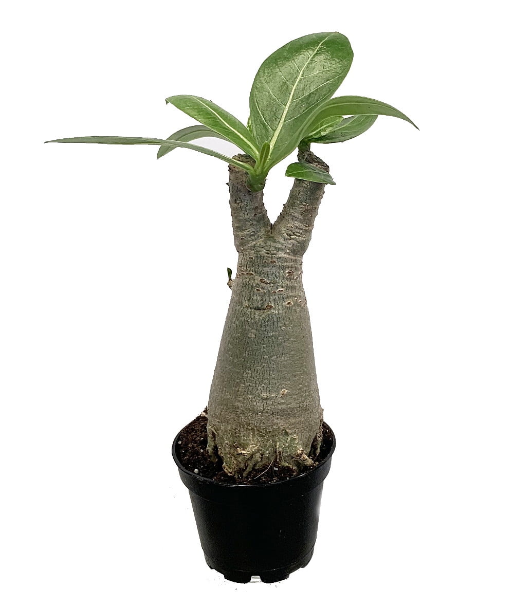Arabic Desert Rose - Adenium arabicum - Pink Flowers - 2" Pot - Walmart.com