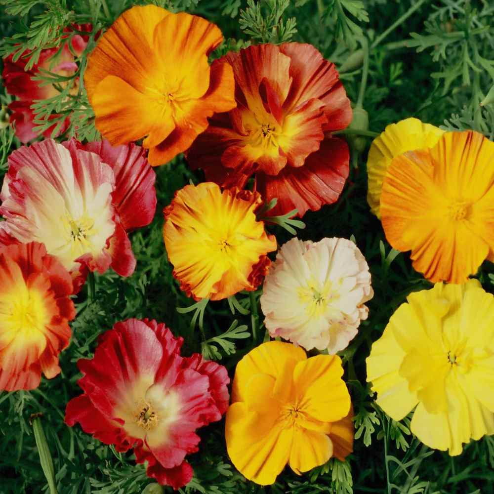 Outsidepride California Poppy Ballerina Mix - 10000 Seeds - Walmart.com