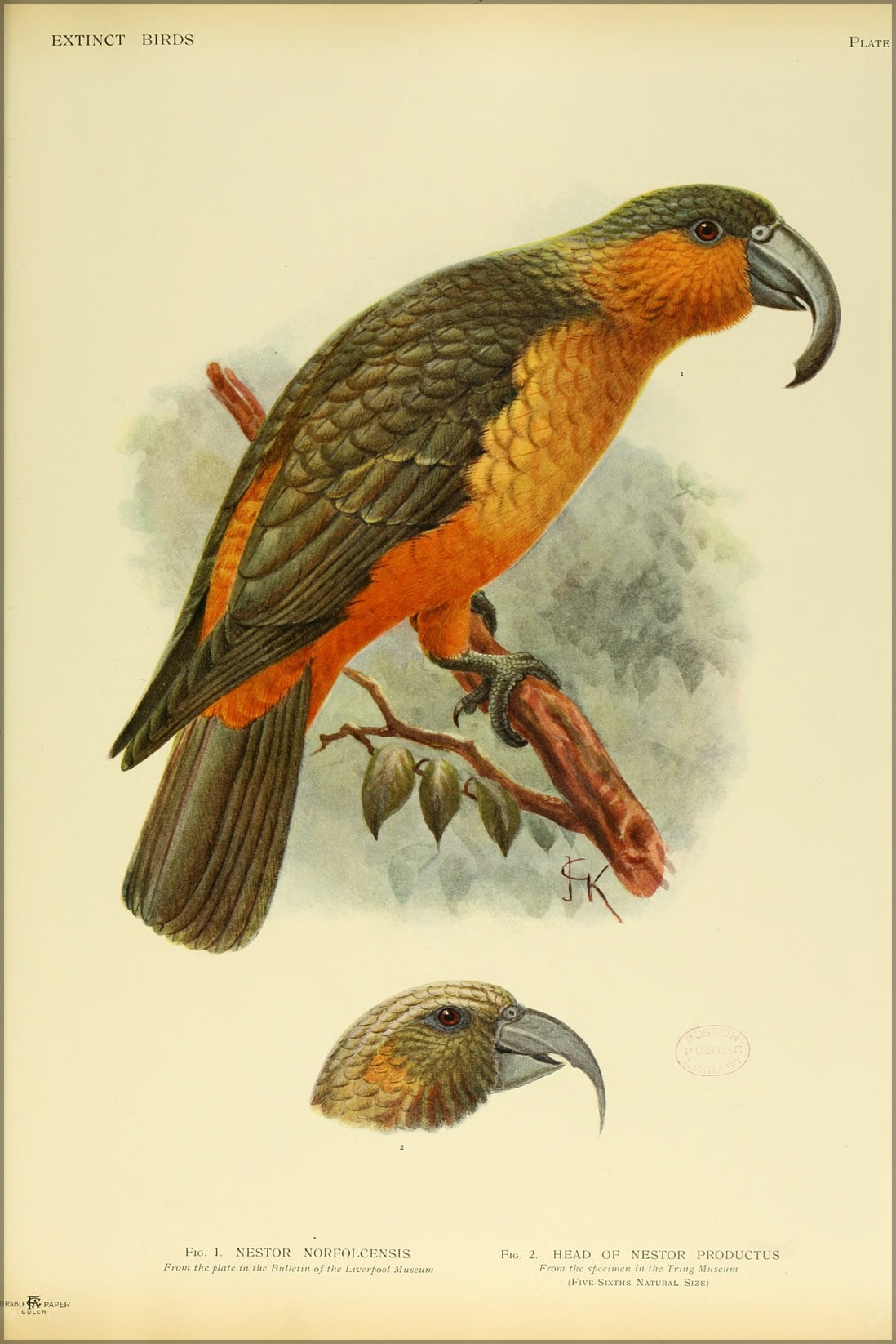 24"x36" Gallery Poster, The Norfolk Island Kaka (Nestor productus) is ...