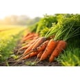 1500 Seeds LITTLE FINGERS CARROT Daucus Carota Vegetable Seeds ...