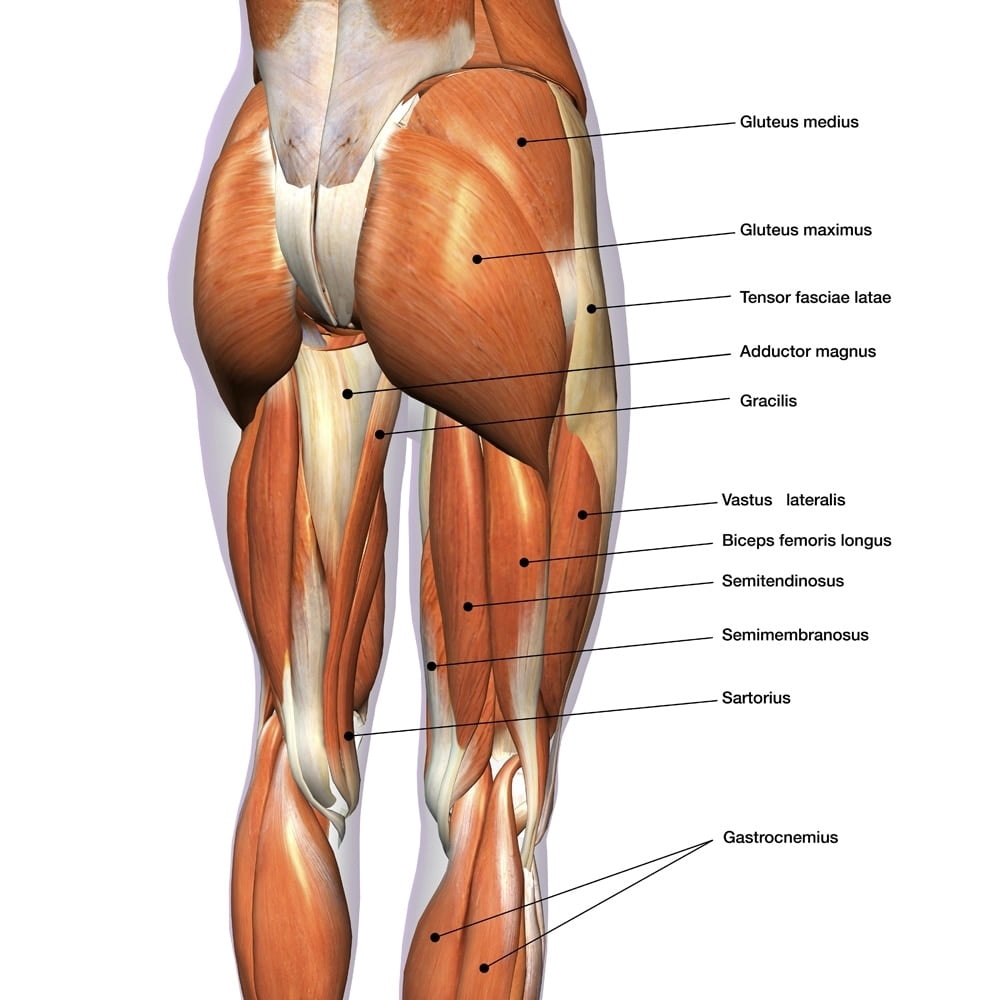 Rear View Of Female Hip And Leg Muscles With Labels Poster Print By Rear View Of Female Hip And Leg Muscles With Labels Poster Print By