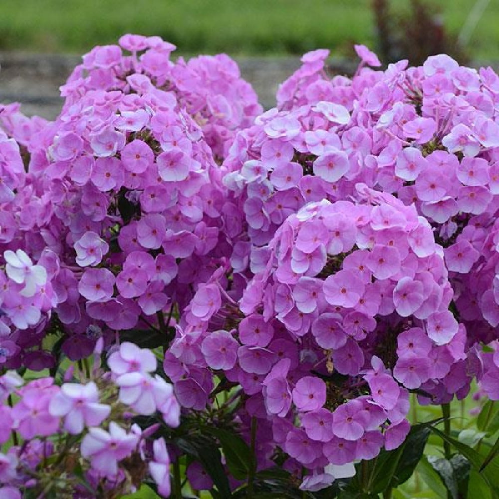 Fashionably Early Flamingo Phlox Perennial - Live Plant - Quart Pot ...