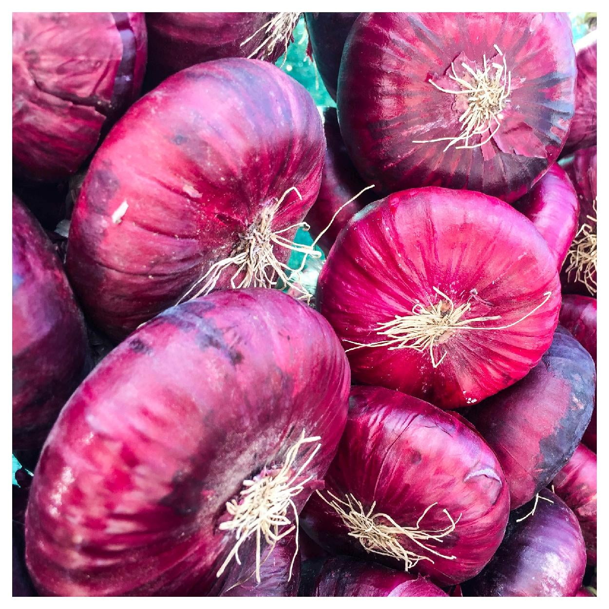 Everwilde Farms - 1 oz Organic Red Cipollini Onion Seeds - Gold Vault ...