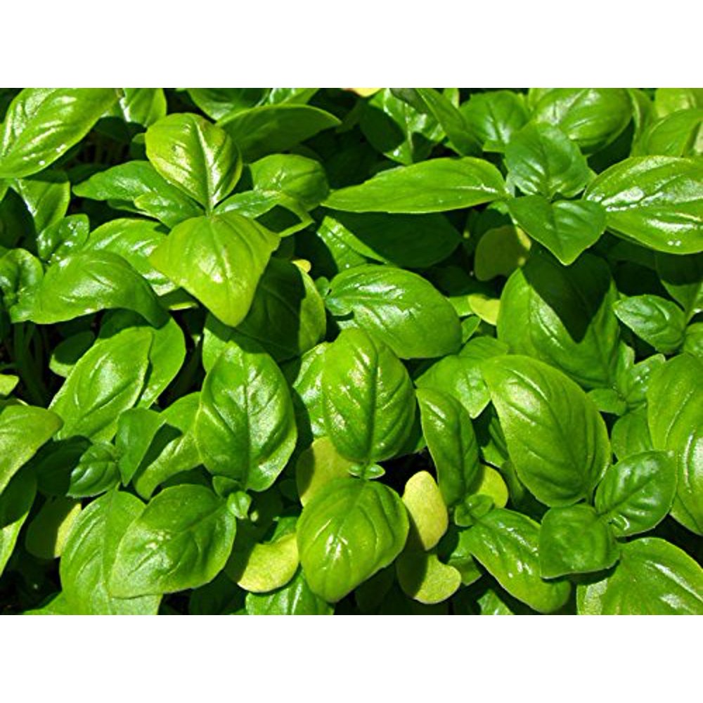 Basil Sweet Genovese Great Garden Herb 1,200 Seeds - Walmart.com ...
