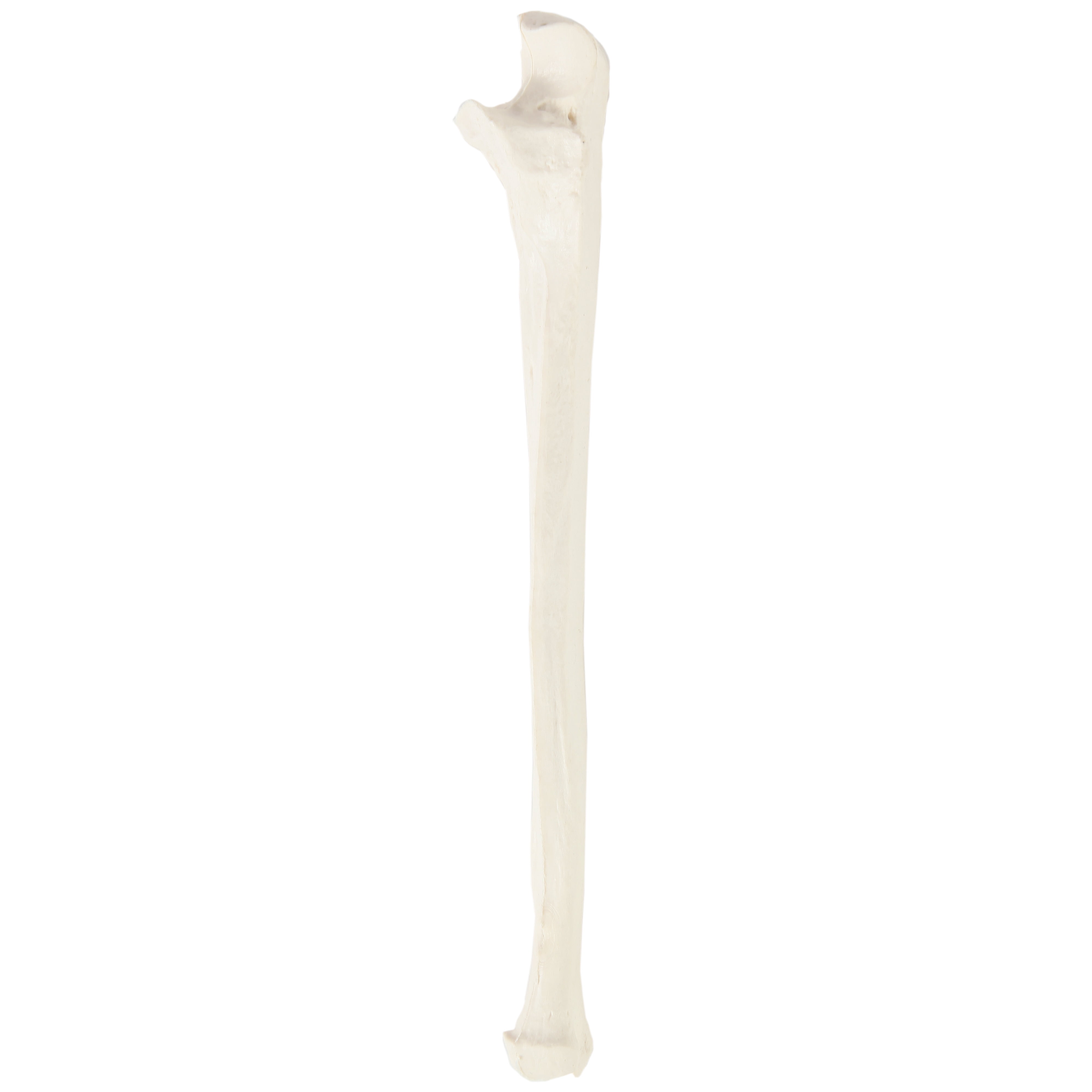 Axis Scientific Left Ulna Bone Model, Life-Size Human Forearm Bone ...