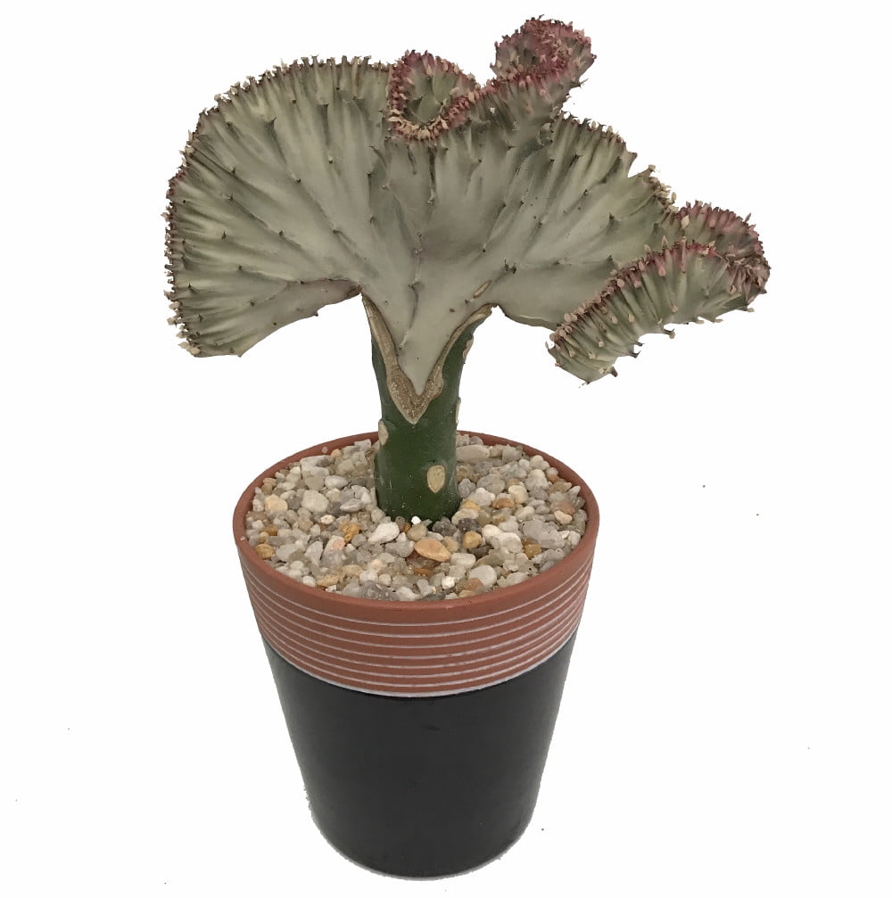 Tipped Pink Coral Cactus - Candelabra/Elkhorn Cactus - 5" Black Ceramic ...