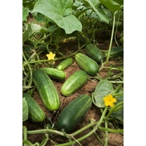 Pick a Bushel F1 Hybrid AAS Cucumber Seeds - 3 g Packet ~100 Seeds ...