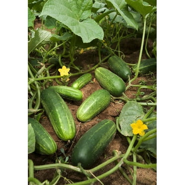 Pick a Bushel F1 Hybrid AAS Cucumber Seeds - 3 g Packet ~100 Seeds ...