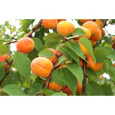 6 Sunflower Collection - Autumn Beauty, Black Russian, Chocolate Cherry ...