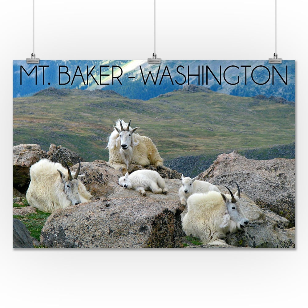 Washington Mountain Goat