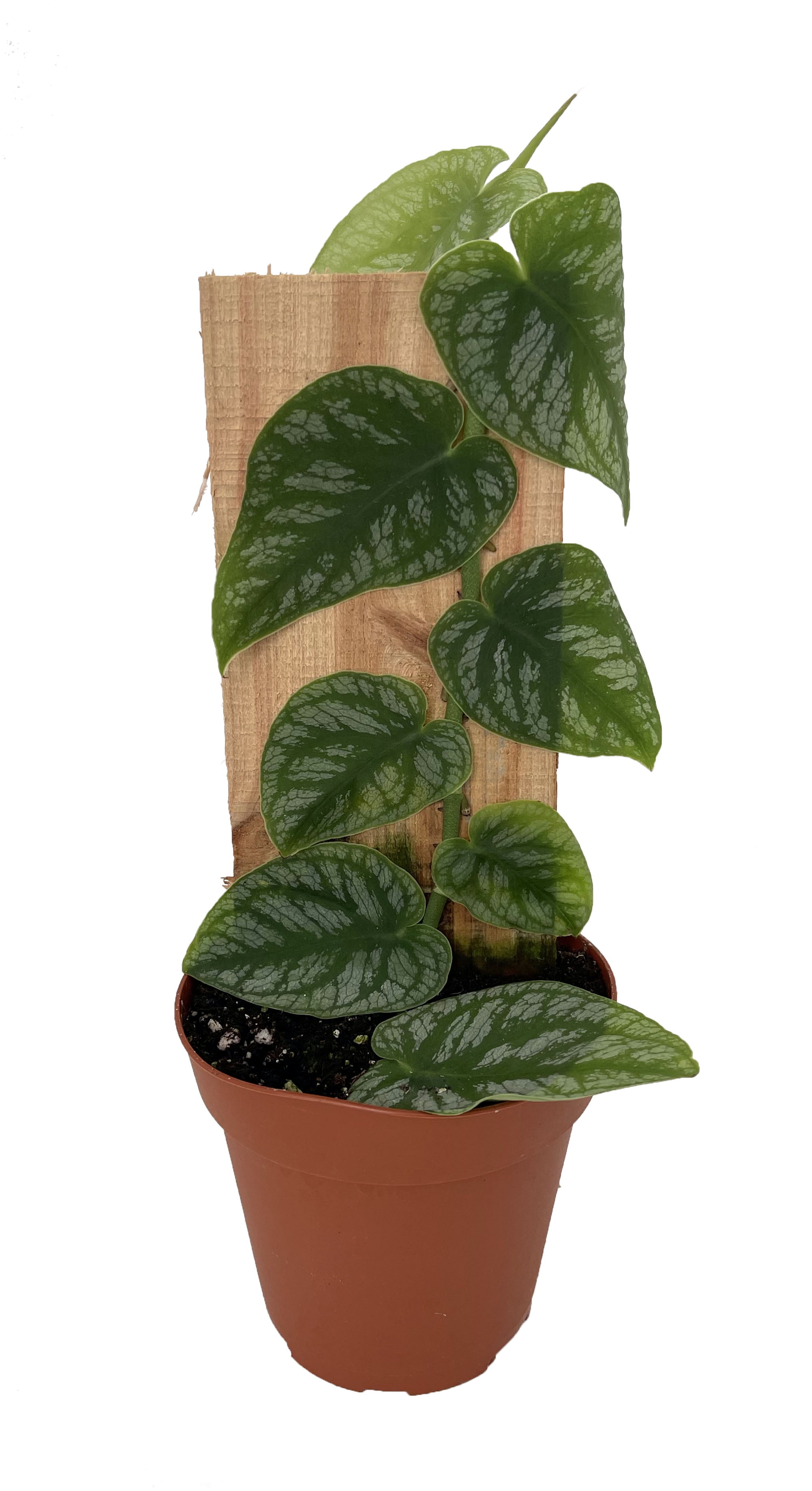 Rare Shingle Plant - Monstera dubia - 4" Pot - Walmart.com